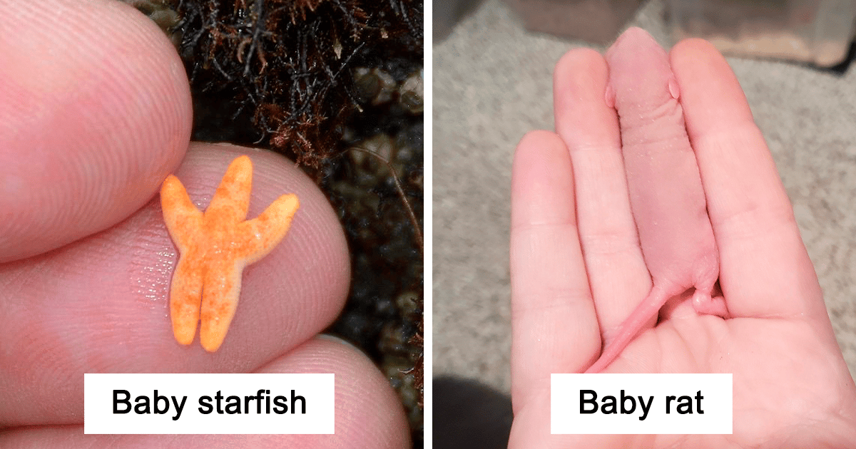 30 of the Cutest Pics of Very Smol Animals On Fingers