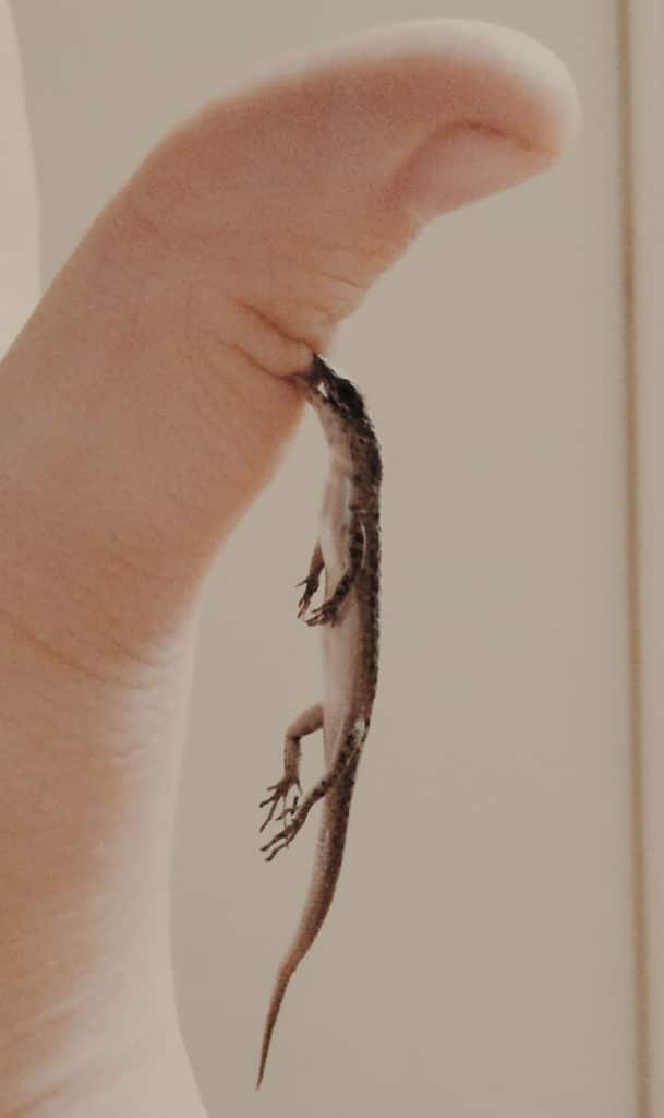 30 of the Cutest Pics of Very Smol Animals On Fingers