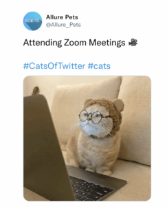 Purrfect Cats Taking Over Their Humans’ Zoom Calls And Making Meetings ...