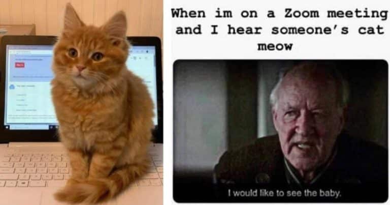 Purrfect Cats Taking Over Their Humans’ Zoom Calls And Making Meetings ...