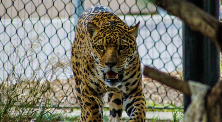 Jaguar Attacks Woman Who Broke the Rules, Zoo Decides Not to Euthanize ...
