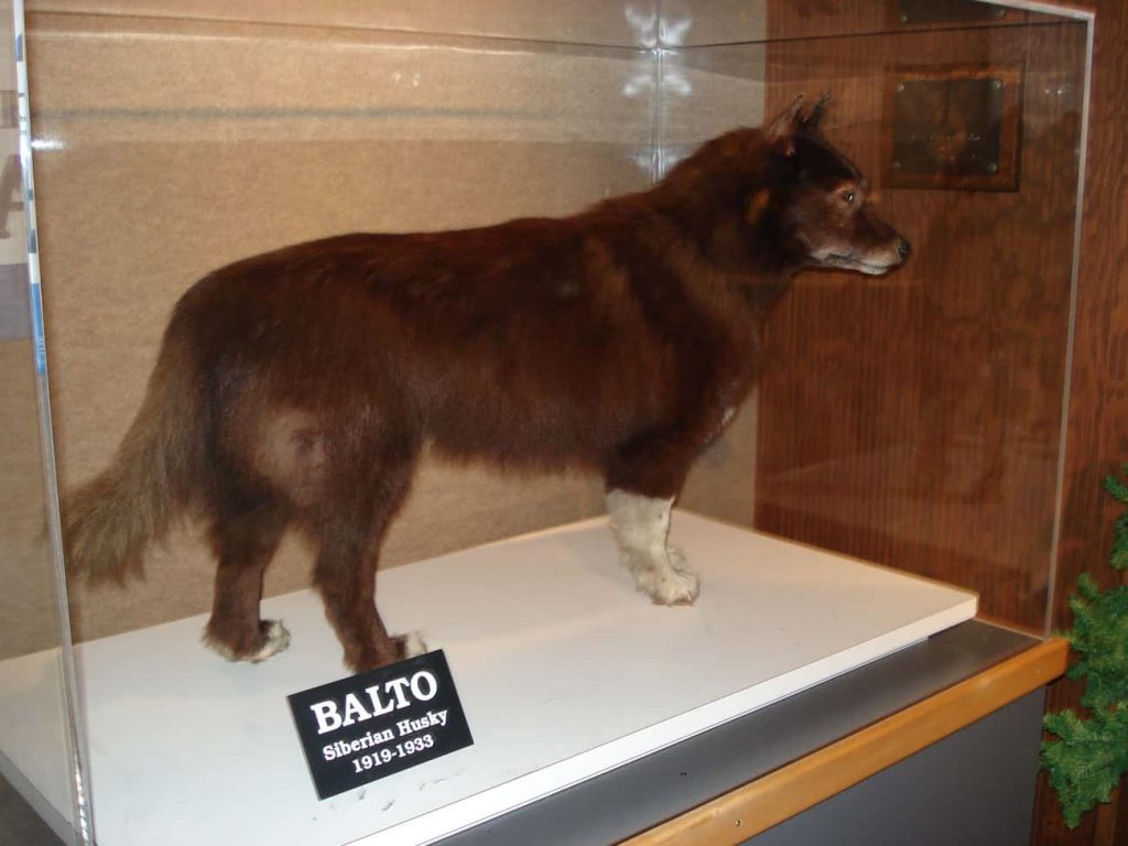 The True Story Behind 'Balto' Is Even More Intense Than the Animated Film