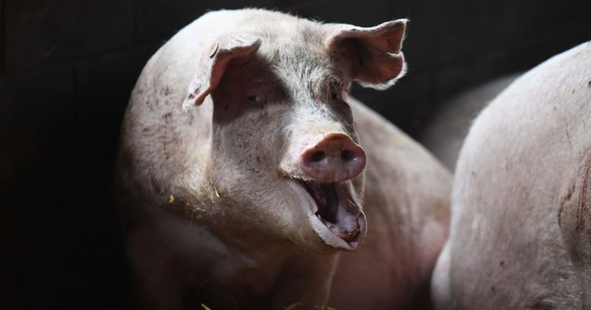 Butcher, 61, Killed By a Pig After It Woke Up and Knocked Him At the ...