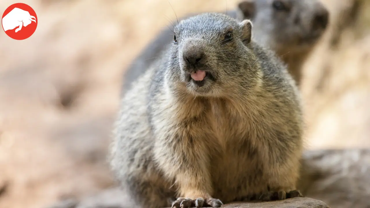 What is Groundhog Day and Why do People Celebrate it?