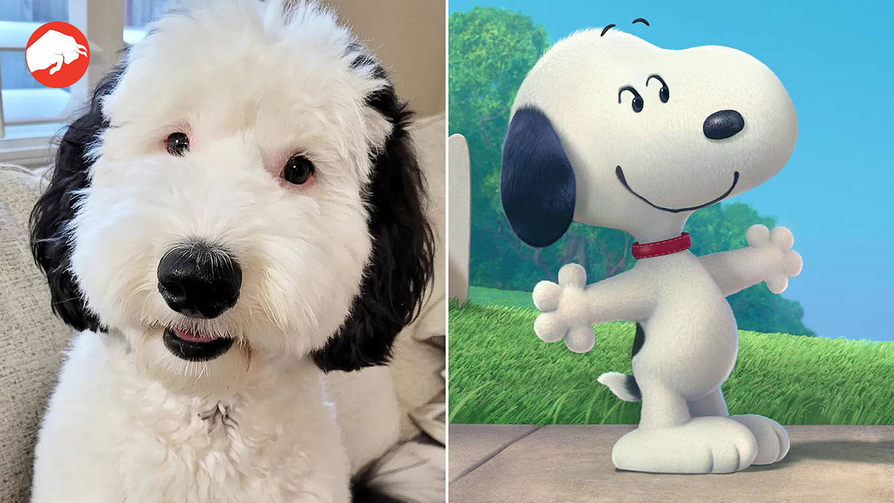 Real-life Snoopy pooch dog having resemblance to the beloved cartoon ...