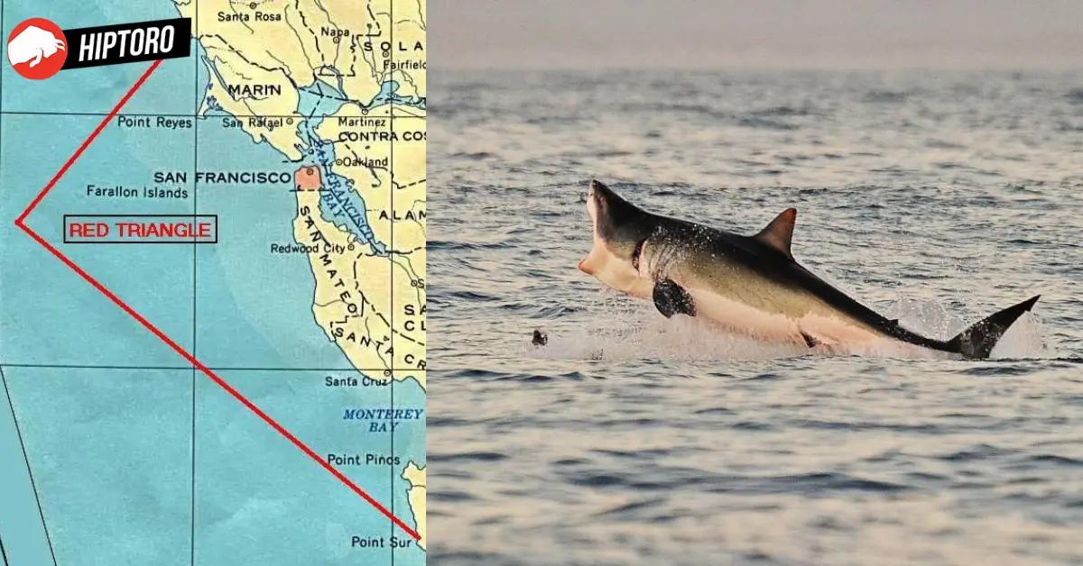 The Mystery Of Red Triangle - California Coast Where Majority of Great ...